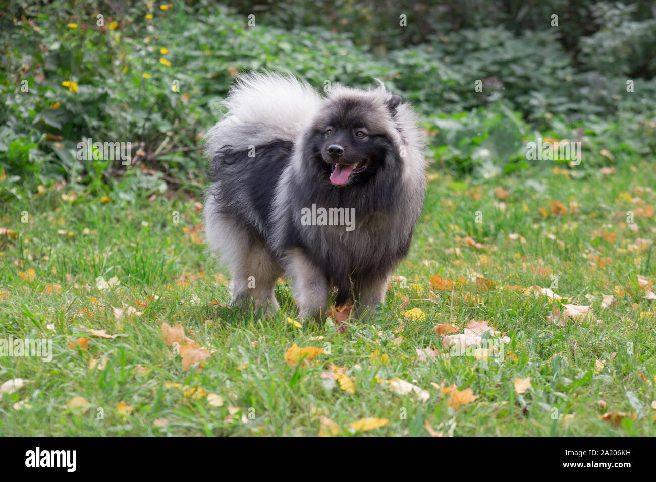 Cute deutscher wolfspitz is standing on the green grass in autumn park ...