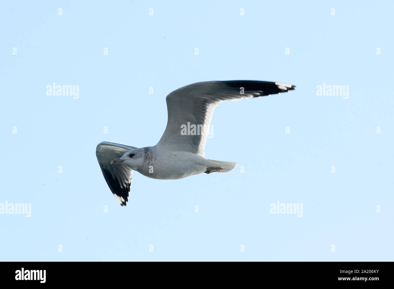 Sophisticated flying style of seagull Stock Photo - Alamy