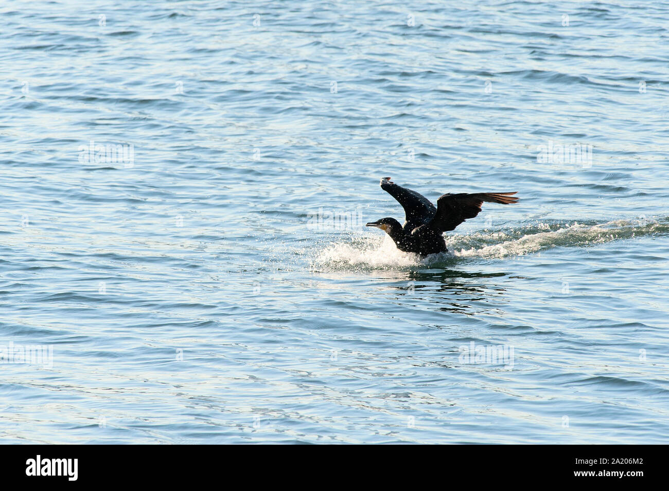 Agile creatures hi-res stock photography and images - Alamy