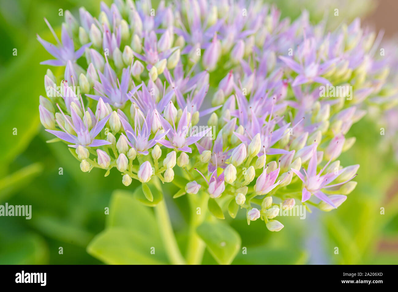 A macro view of a sedum telephium in summer Stock Photo - Alamy