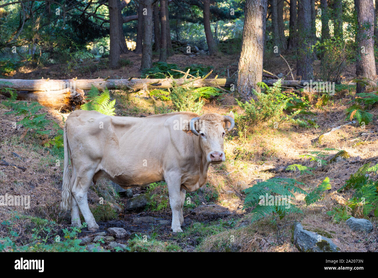 A beige cow in the woods over a creek Stock Photo - Alamy