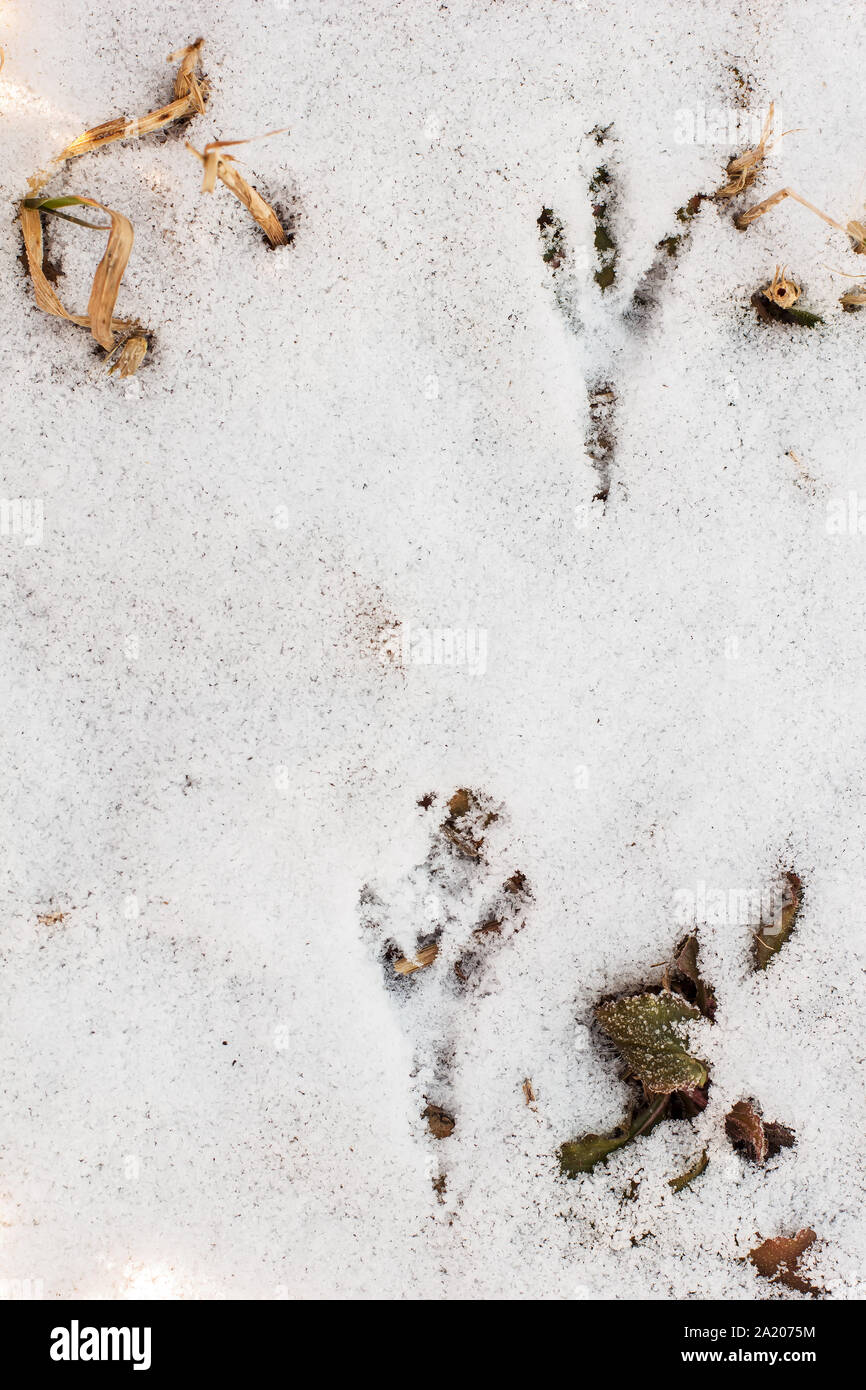 Crow footprint hi-res stock photography and images - Alamy