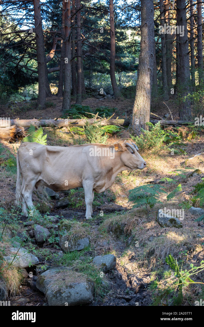 A beige cow in the woods over a creek Stock Photo - Alamy