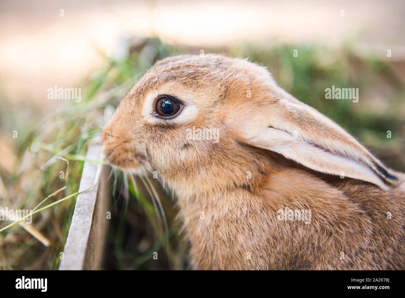 Big rabbit is standing in the wooden box with hay Stock Photo - Alamy