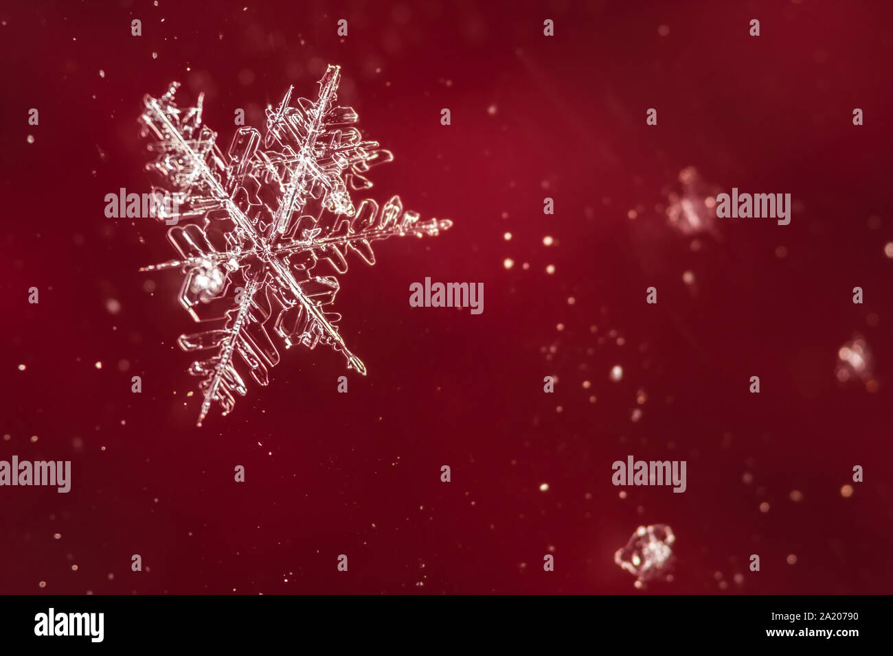 real macro snowflake flying among others on a red background during a ...