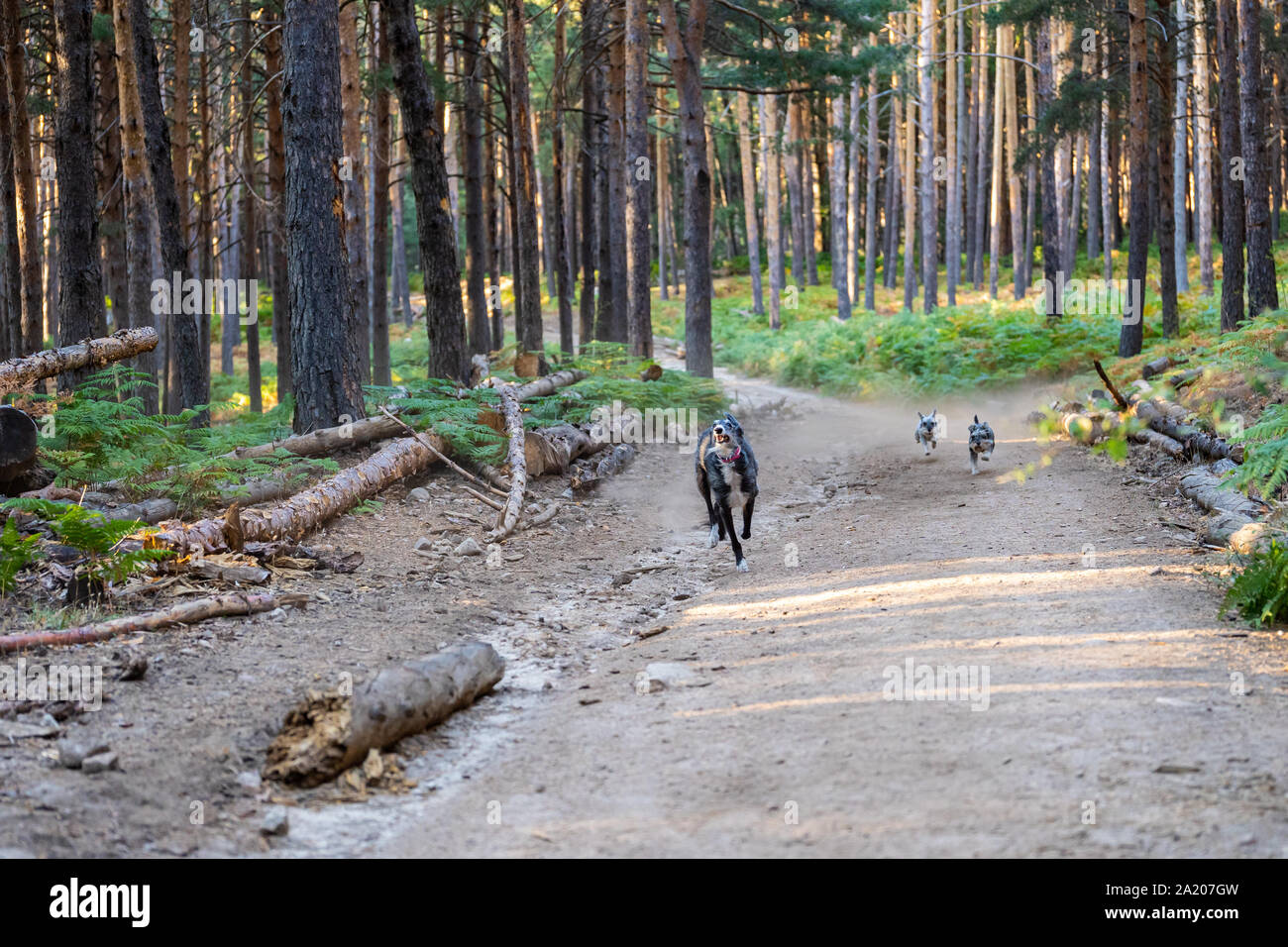 Dogs running along the path of a pine forest Stock Photo - Alamy
