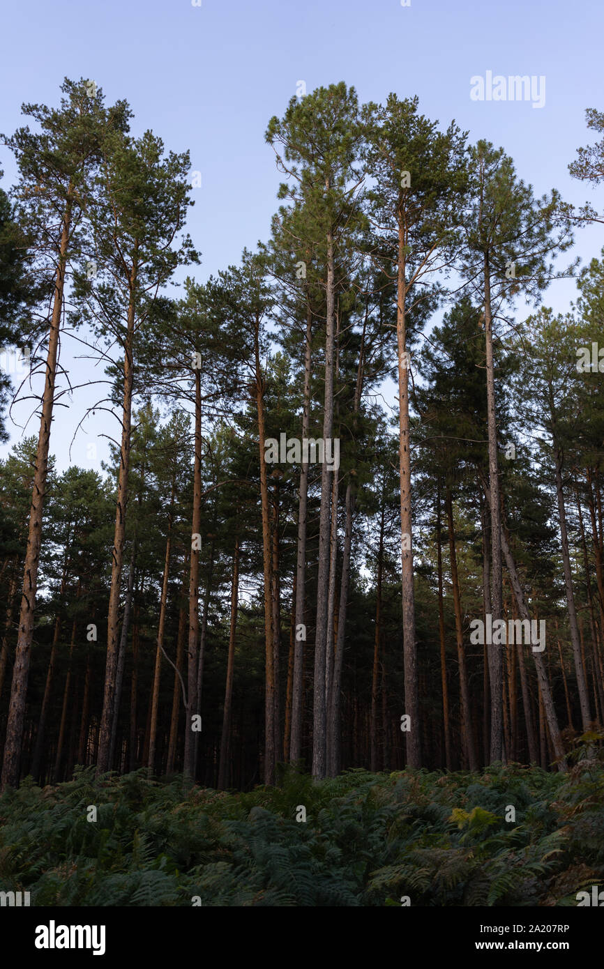 Pine Forest at Sunset, with the moon over the woods Stock Photo - Alamy