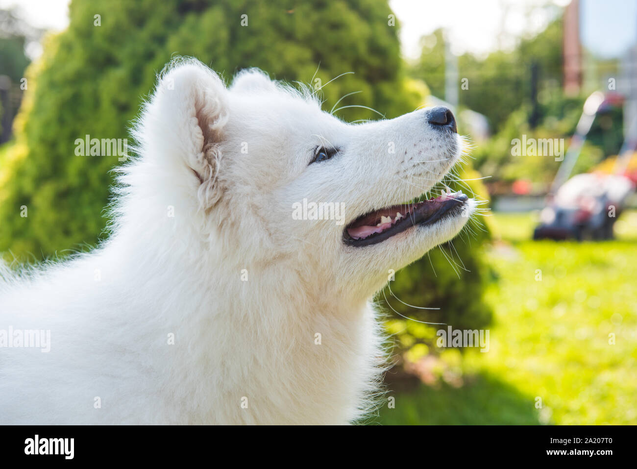 Happy Samoyed dog looking up at its owner Stock Photo - Alamy