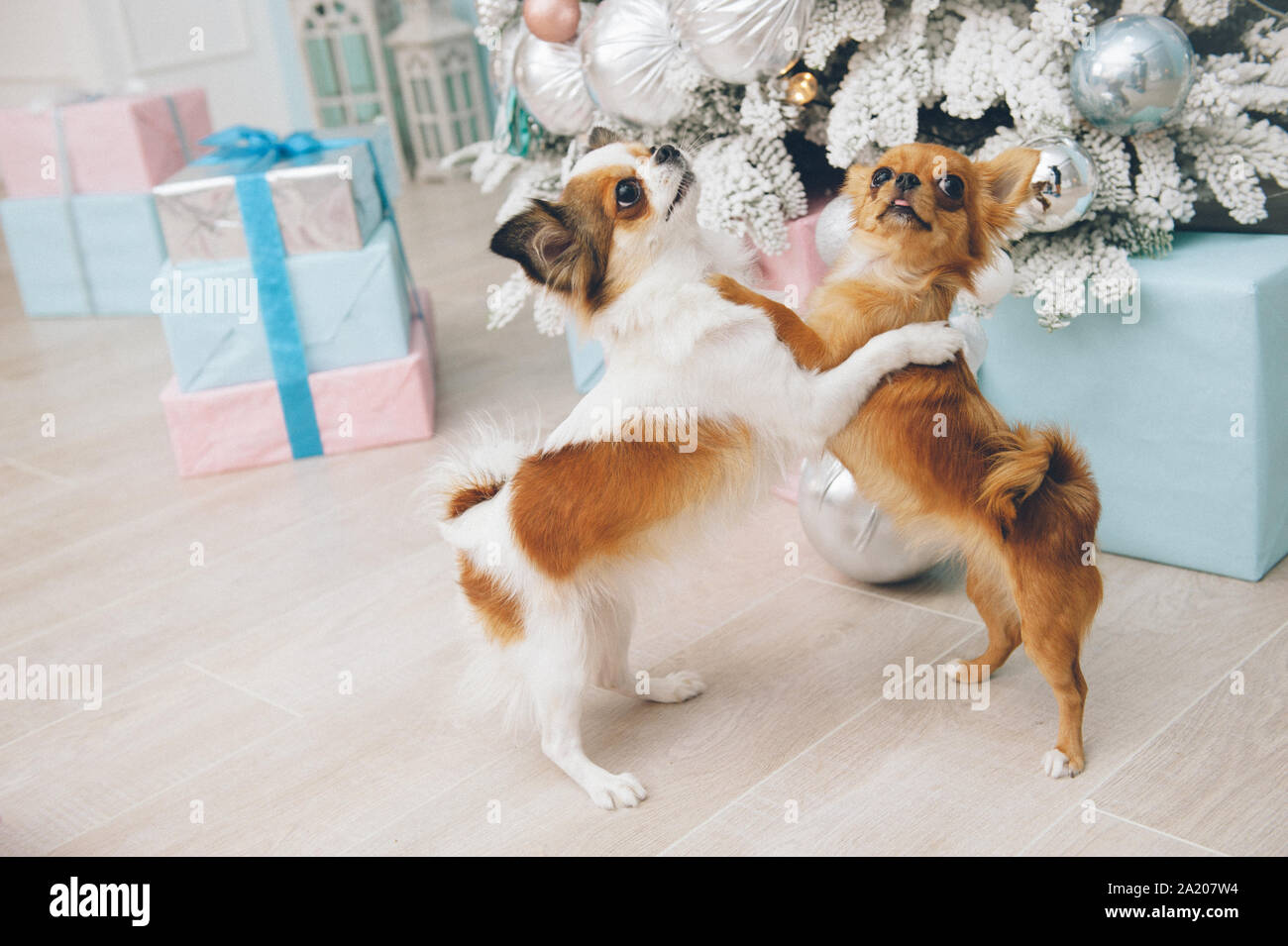 Dogs hugging hi-res stock photography and images - Alamy