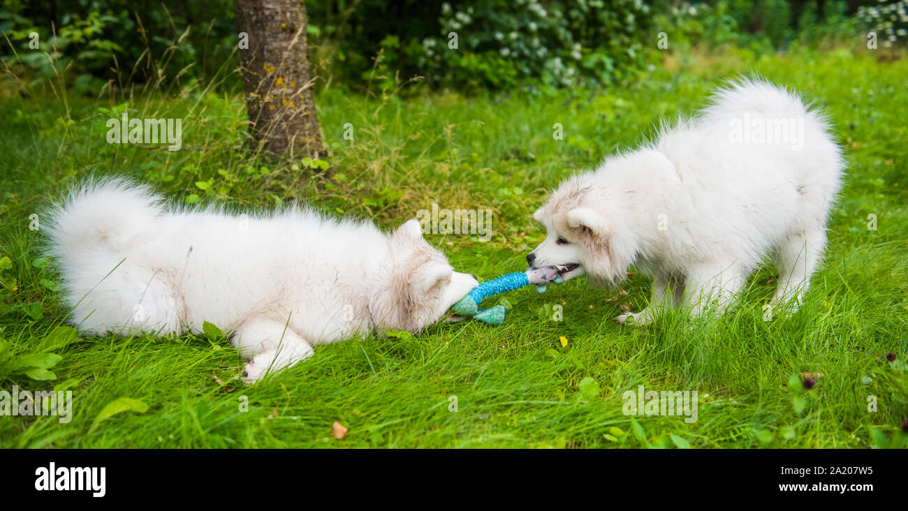 Two Funny fluffy white Samoyed puppies dogs are playing on the green ...
