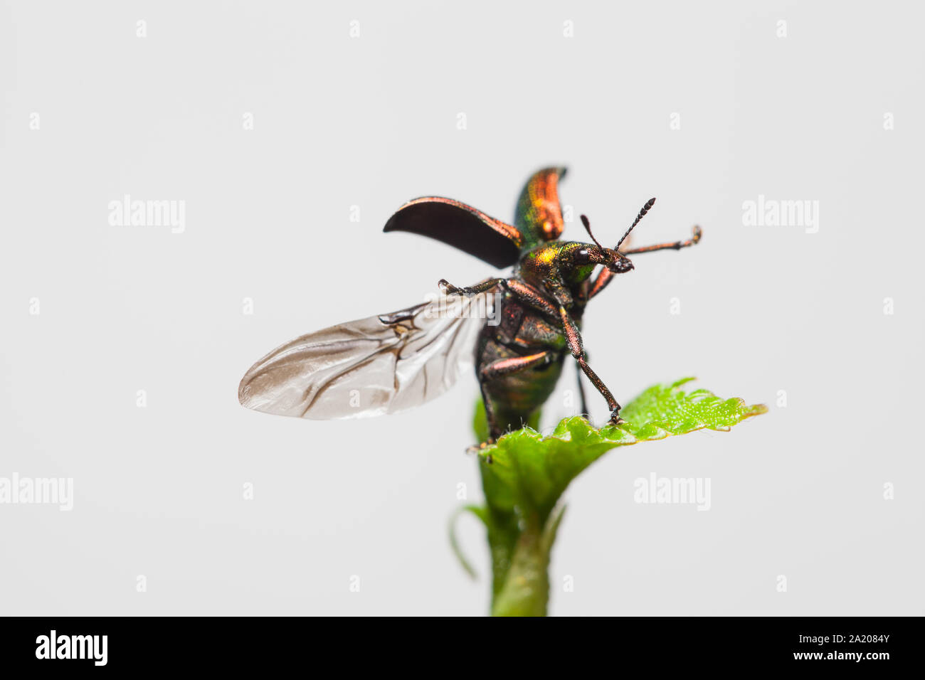 Leaf rolling beetle hi-res stock photography and images - Alamy