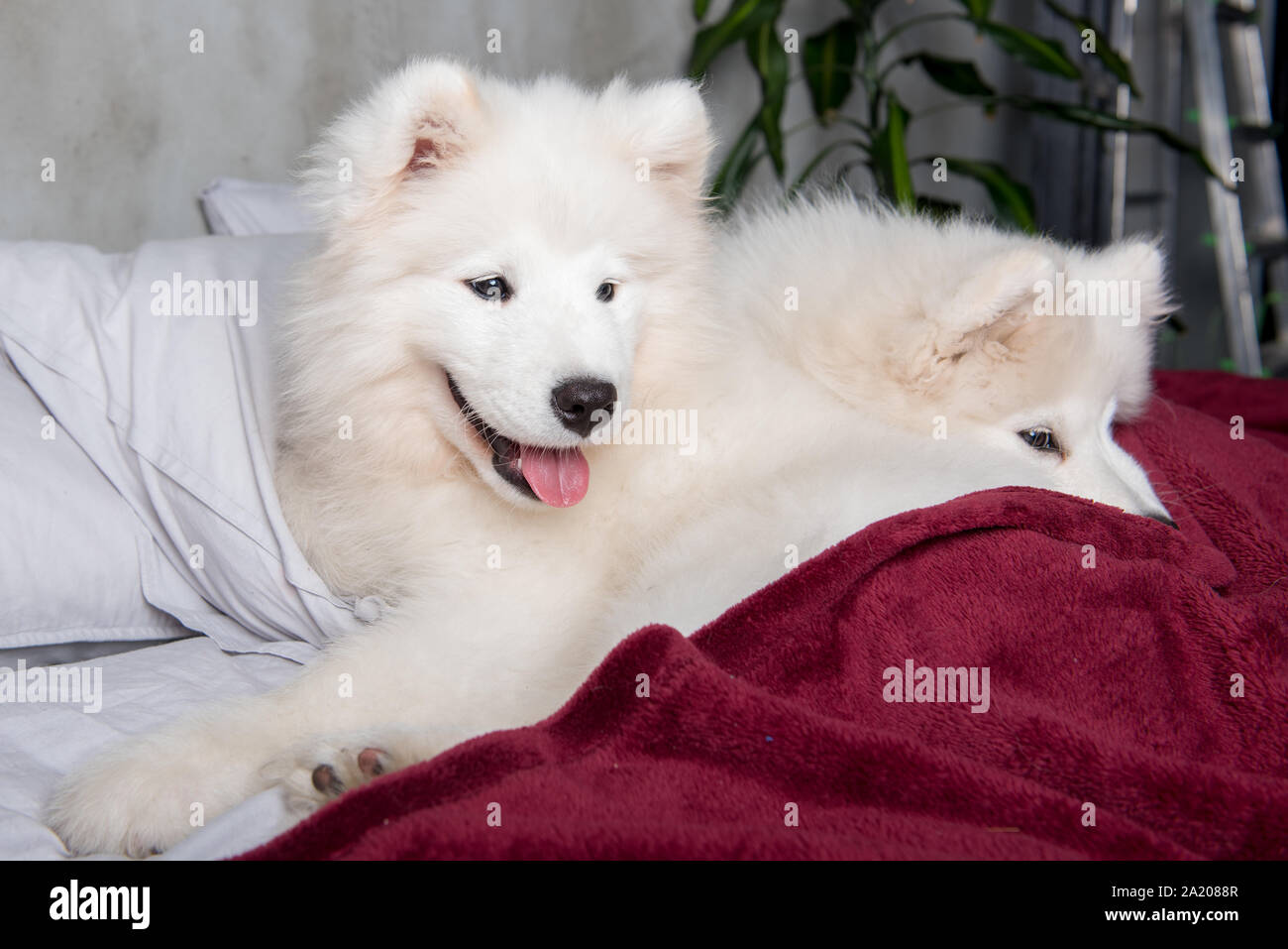 Samoyed sleep hi-res stock photography and images - Alamy
