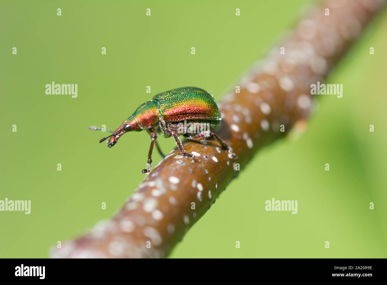 Leaf rolling weevil Stock Photo - Alamy