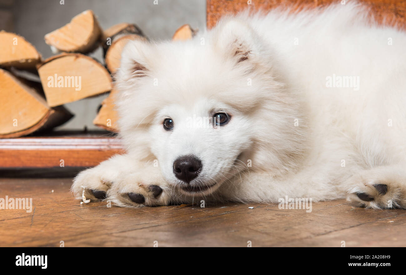 Funny Samoyed dog puppy with firewood on wooden floor and fireplace ...