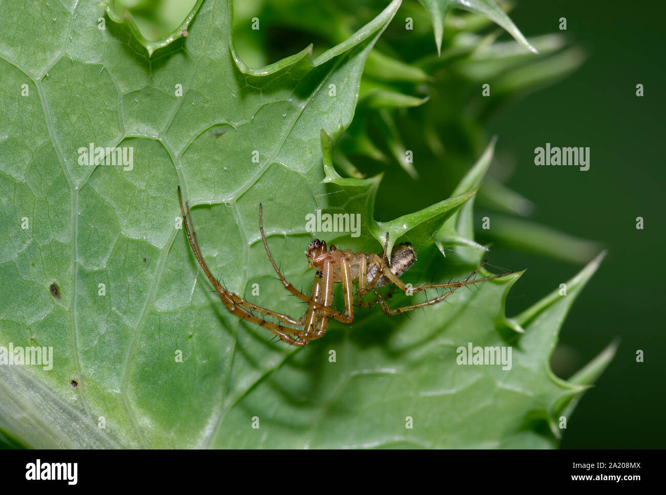 Spiny bristles legs spider hi-res stock photography and images - Alamy