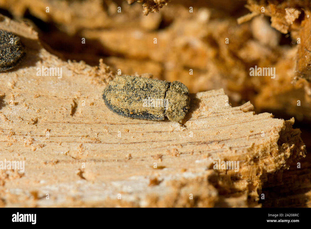 Bark gnawing hi-res stock photography and images - Alamy