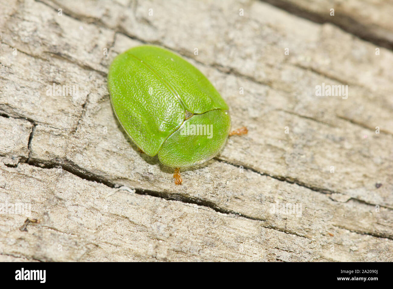 Green tortoise beetle Stock Photo - Alamy