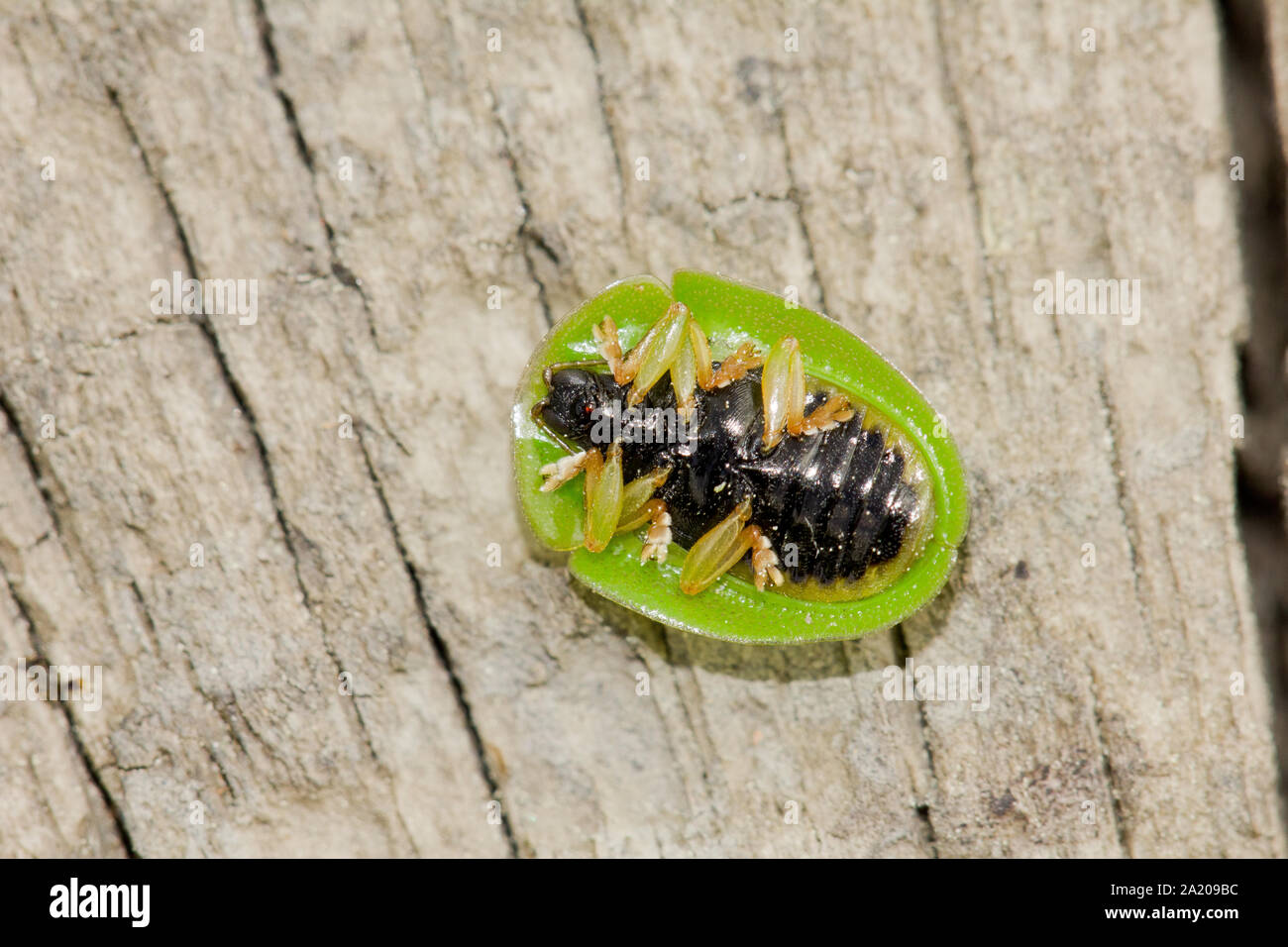 Green tortoise beetle Stock Photo - Alamy