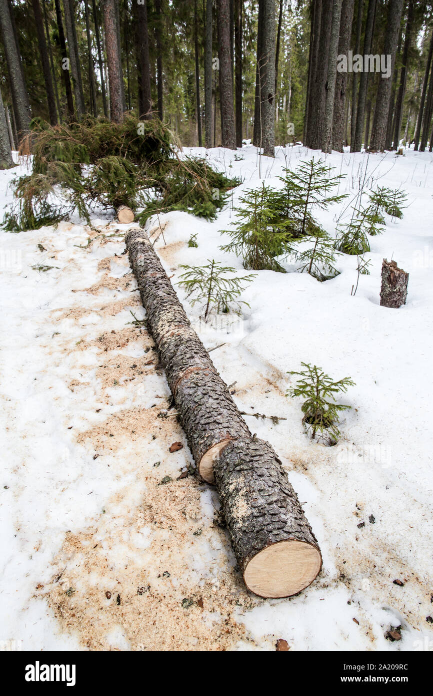 cut down spruce tree lying in the snow, sawn into pieces Stock Photo ...