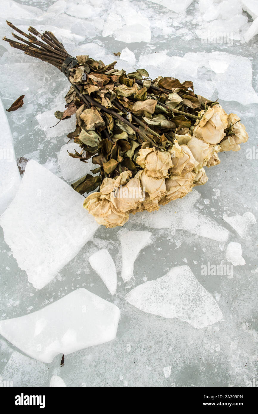 armful of old dry withered roses lie on the cold broken ice Stock Photo ...