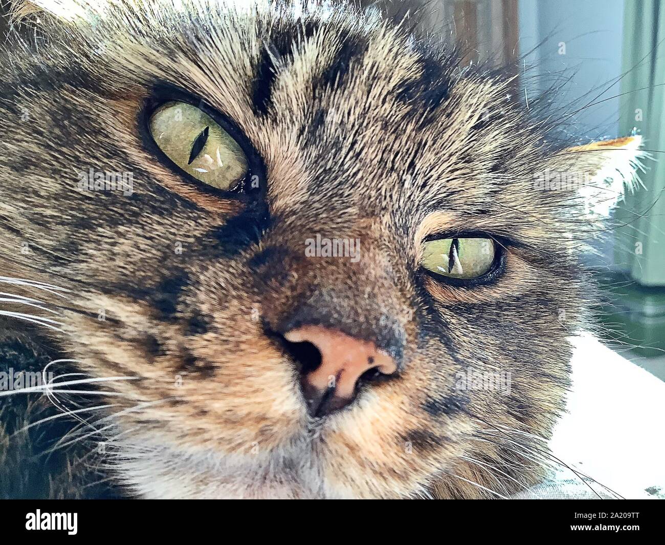 Head of tabby cat Stock Photo - Alamy