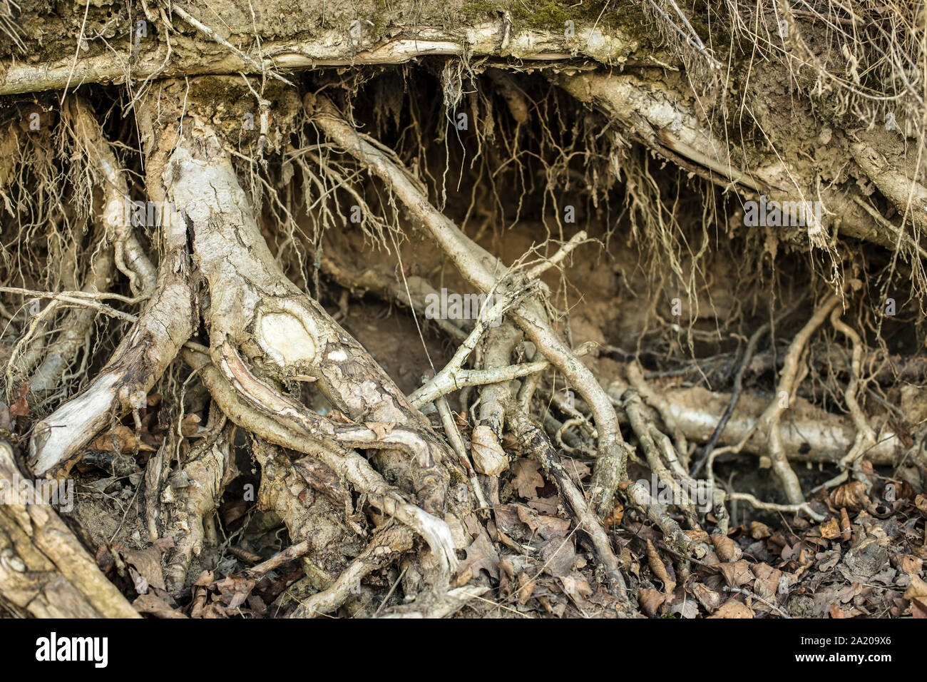 the roots of a living tree in place of soil collapse Stock Photo - Alamy