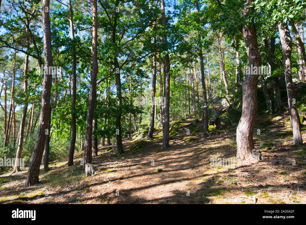 France alsace pine forest hi-res stock photography and images - Alamy