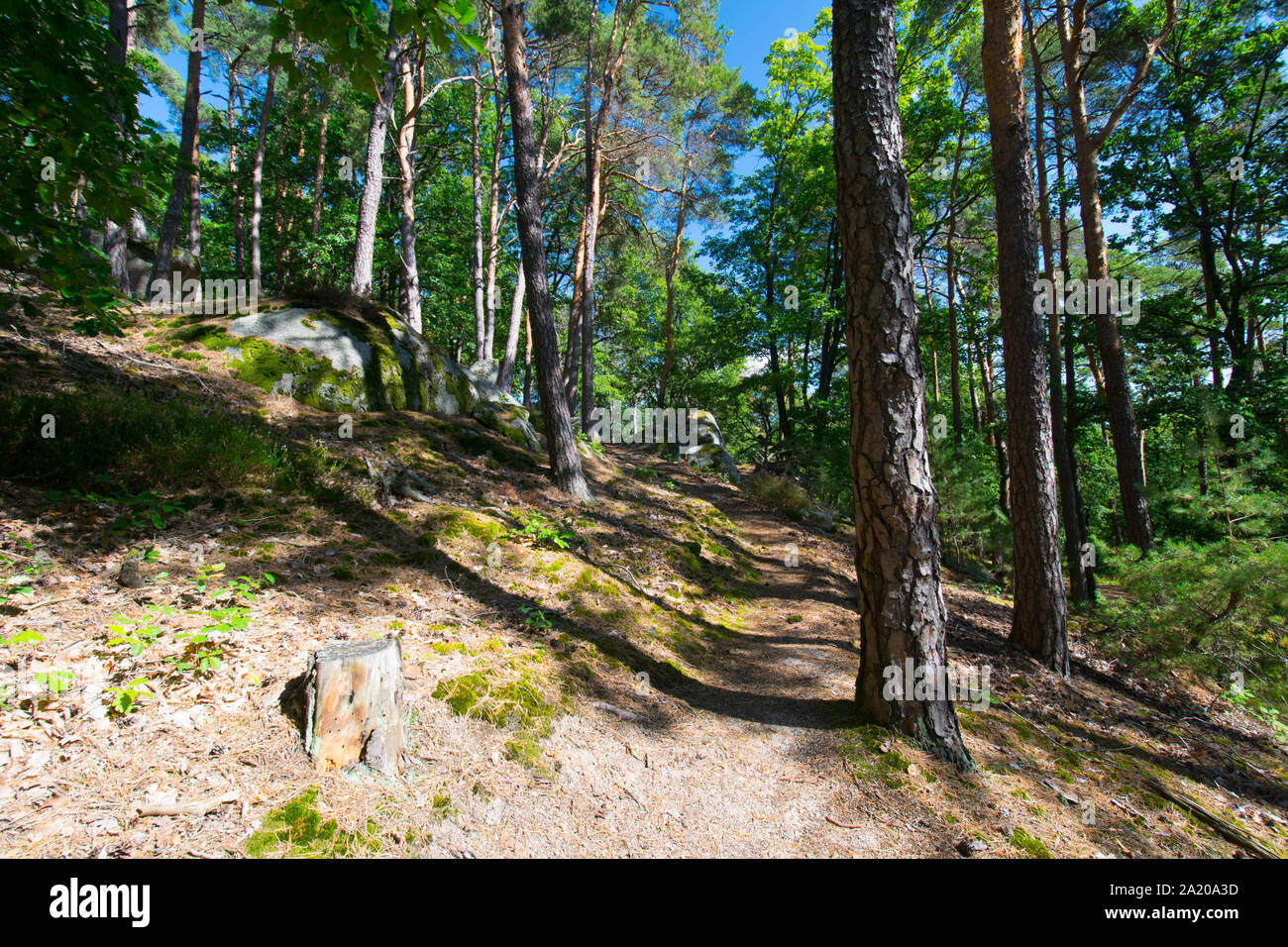 France alsace pine forest hi-res stock photography and images - Alamy