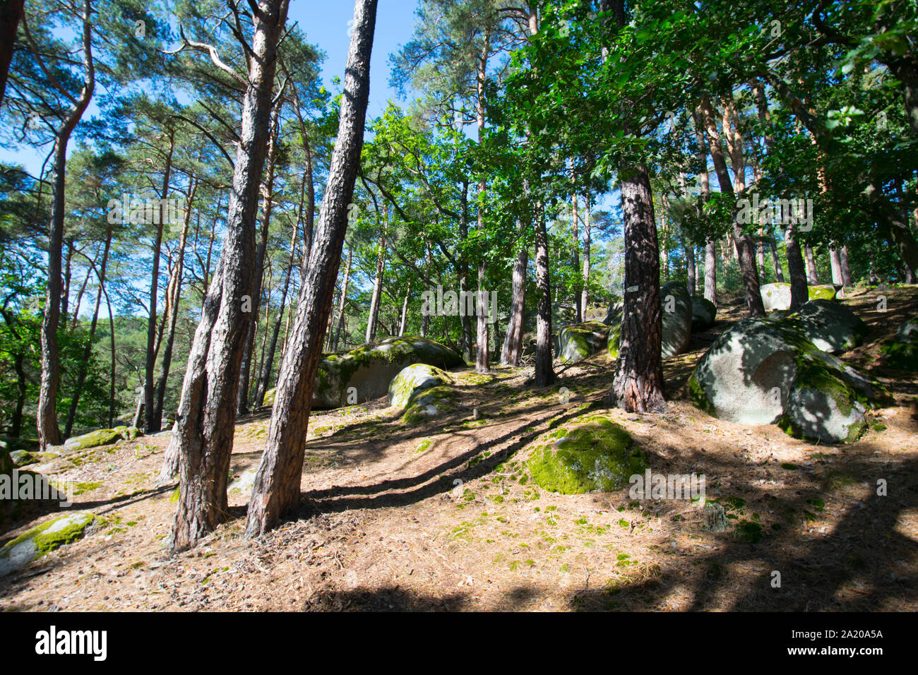 Pine forest trees hi-res stock photography and images - Alamy