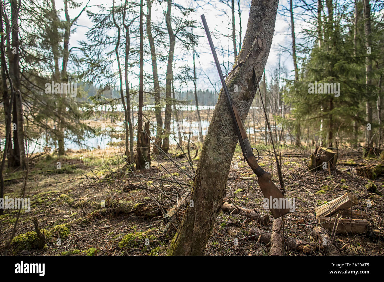 old hunting rifle hanging on a tree branch in the forest by the lake ...