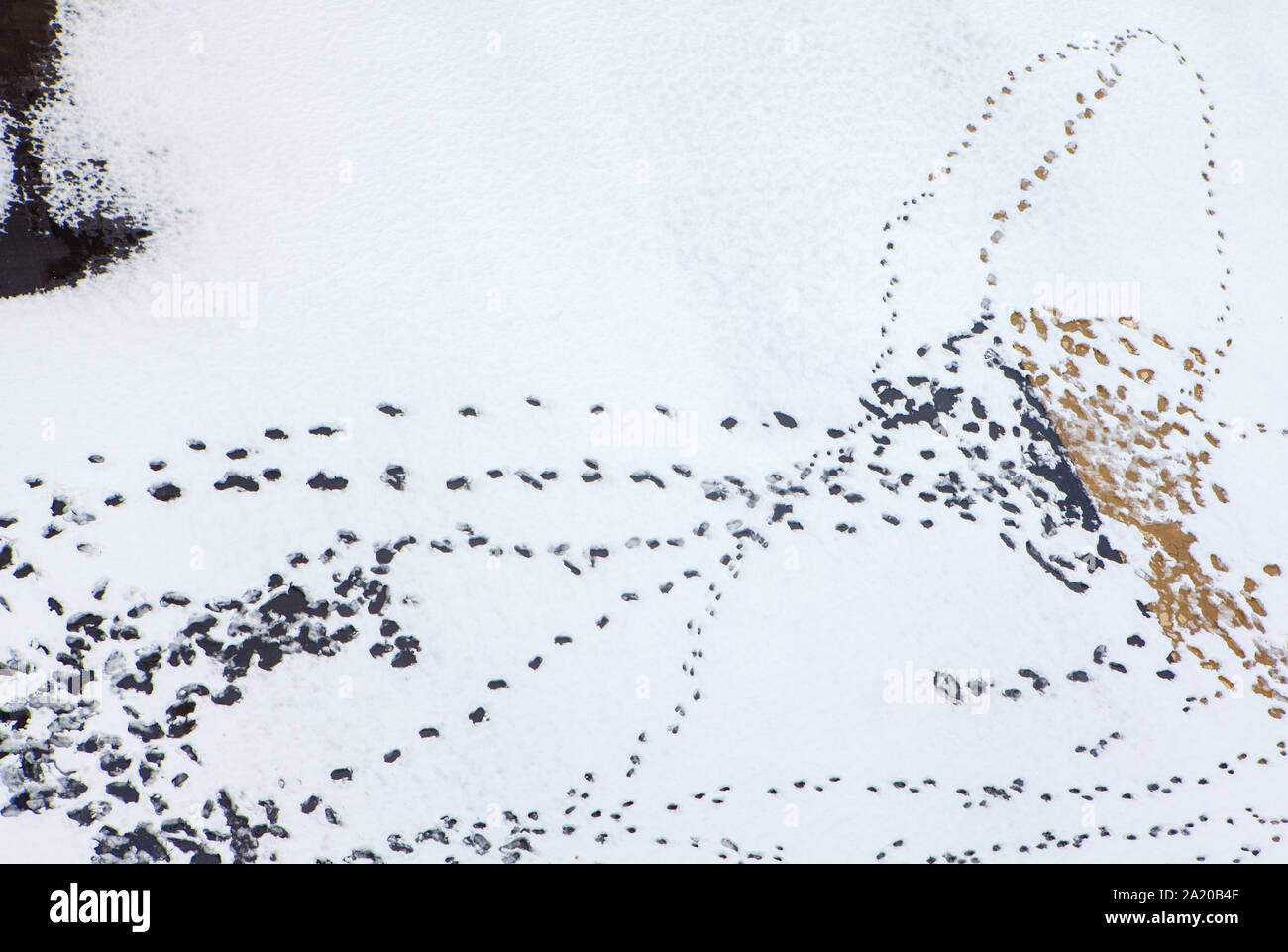 aerial view of footprints on the snow Stock Photo - Alamy