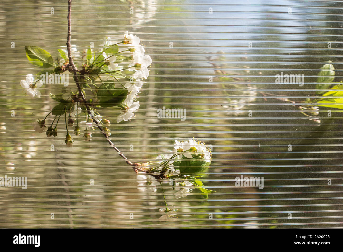 tree branch with the beautiful white cherry blossom can see a through ...