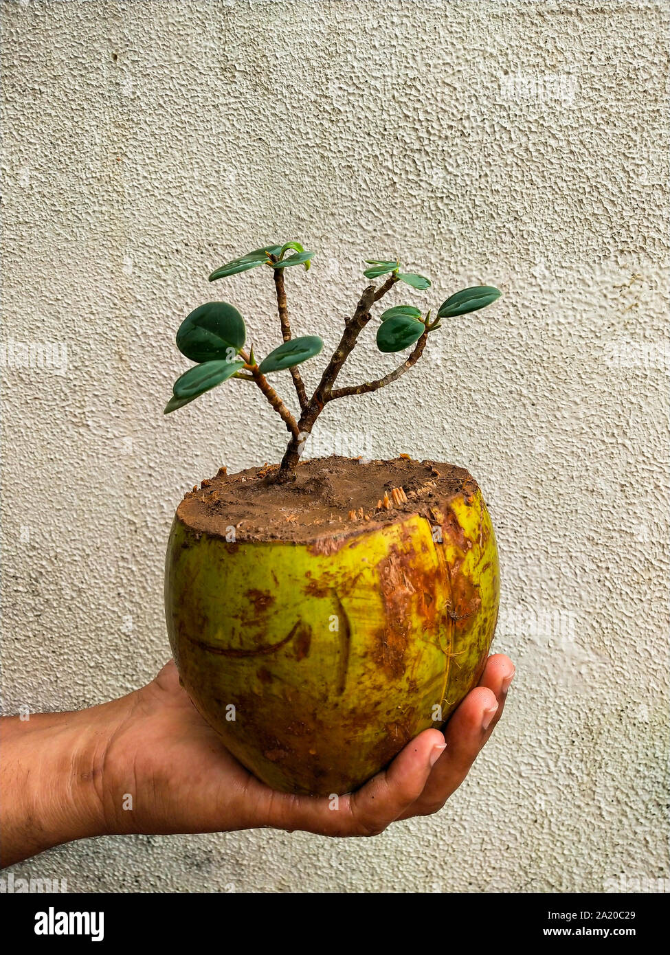 Bonsai of ficus tree in coconut. the use of old coconut shell can be ...