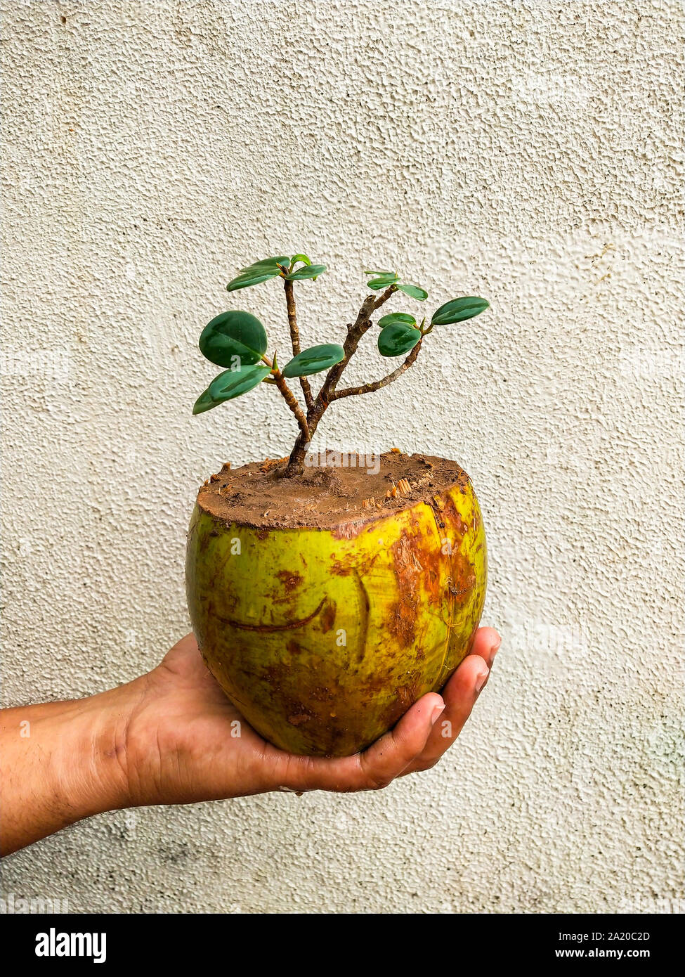 Bonsai of ficus tree in coconut. the use of old coconut shell can be ...