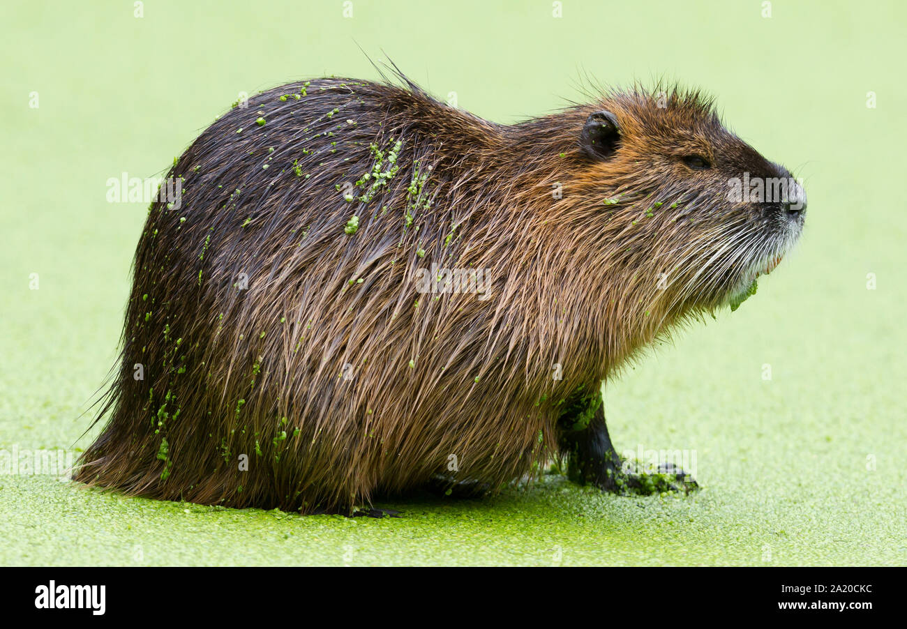 Beaver pool hi-res stock photography and images - Alamy