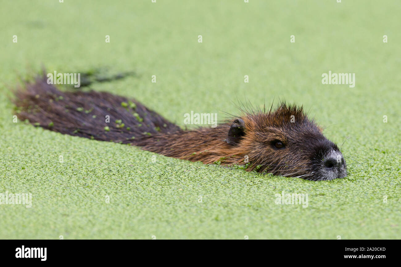 Beaver pool hi-res stock photography and images - Alamy