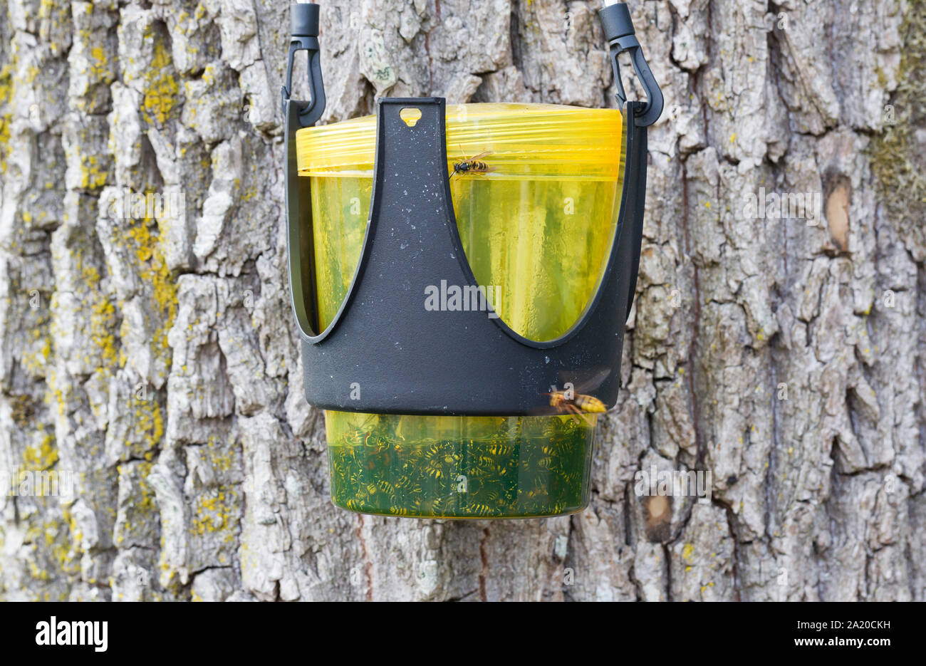 Garden wasp catcher hanging in a tree Stock Photo - Alamy
