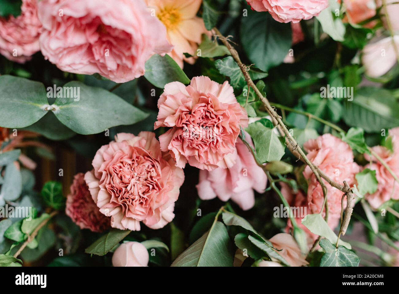 Gentle roses and gentle cloves decorate wedding arch. Beautiful wedding ...