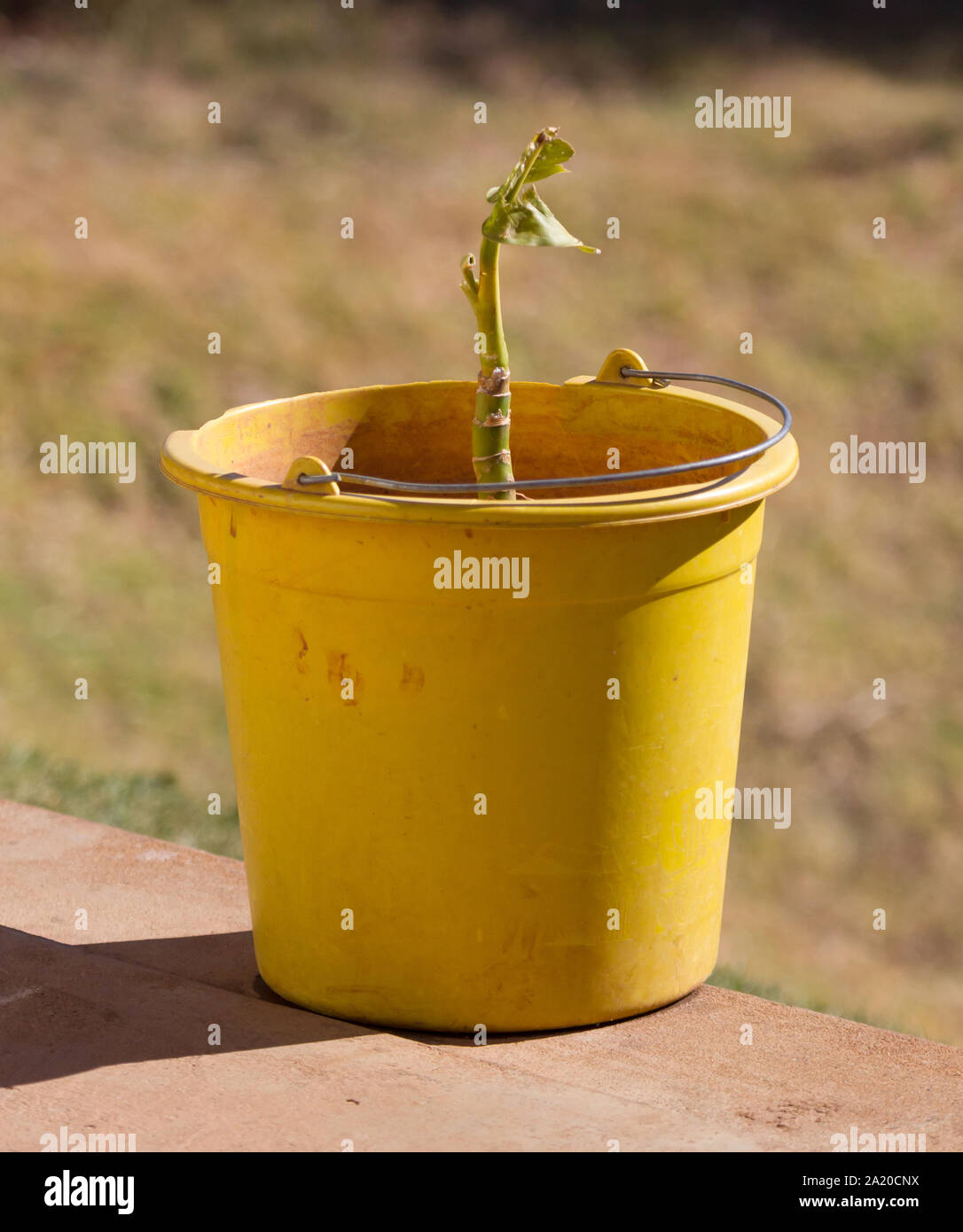 Small palm tree growing in a yellow bucket Stock Photo - Alamy