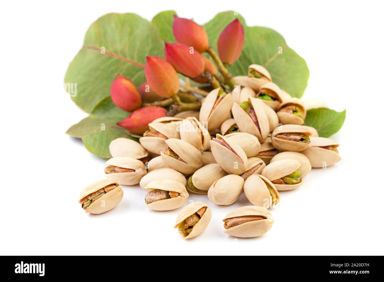 Raw pistachio nut isolated on white background Stock Photo - Alamy
