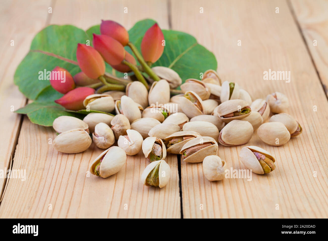 Raw Red pistachio nuts with green leaves on wooden table background ...