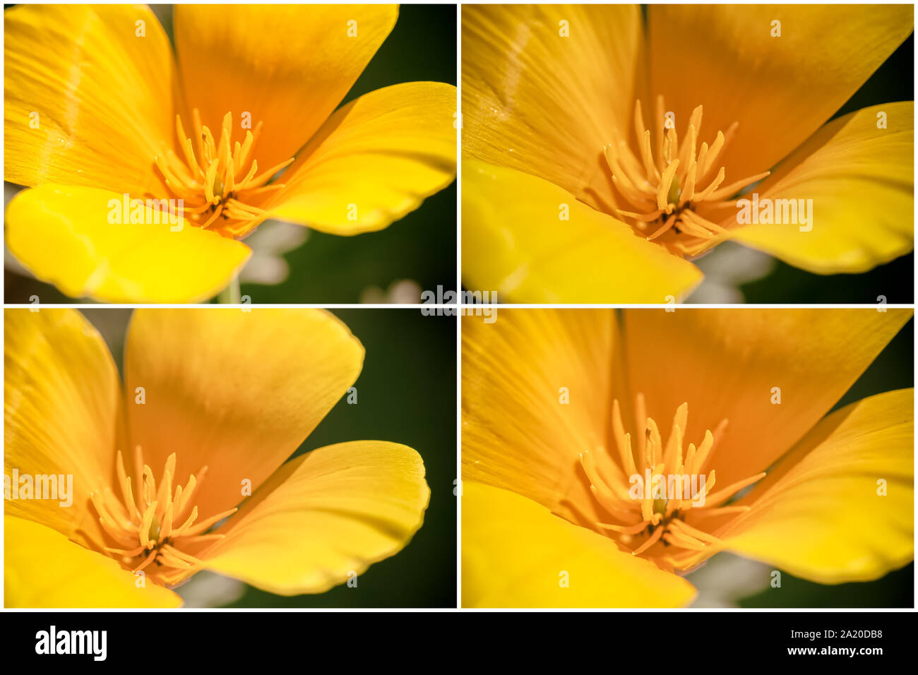 California State flower, California poppy Eschscholzia californica ...