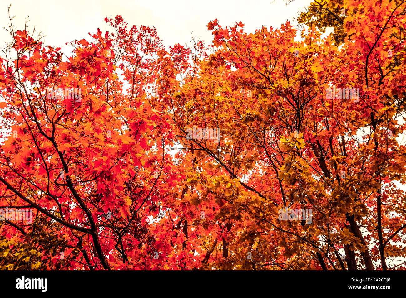 Seasonal travel, retro backdrop and rural environment concept ...