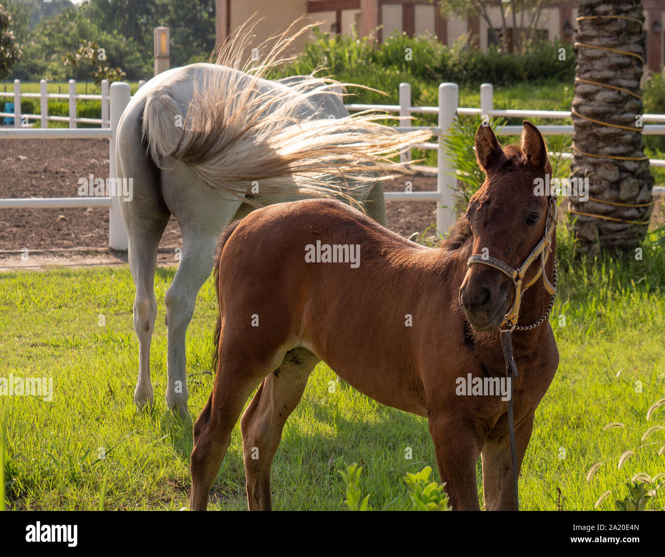 White Broodmare And Her Brown Foal Standing Together On Green Grass White Broodmare And Her Brown Foal Standing Together On Green Grass