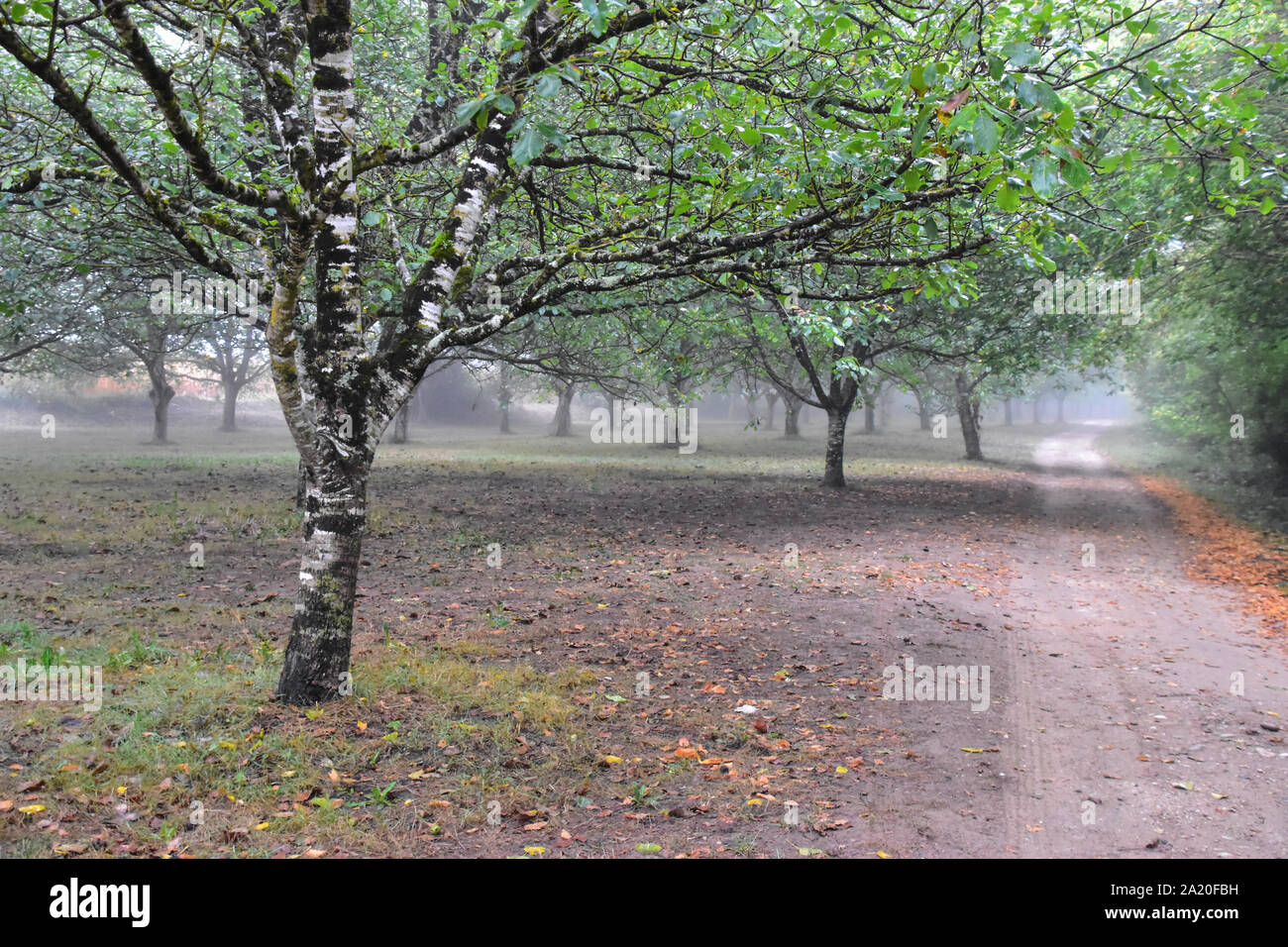Walnut Trees, Dordogne, Dordogne Valley, Périgord, Aquitaine, France ...