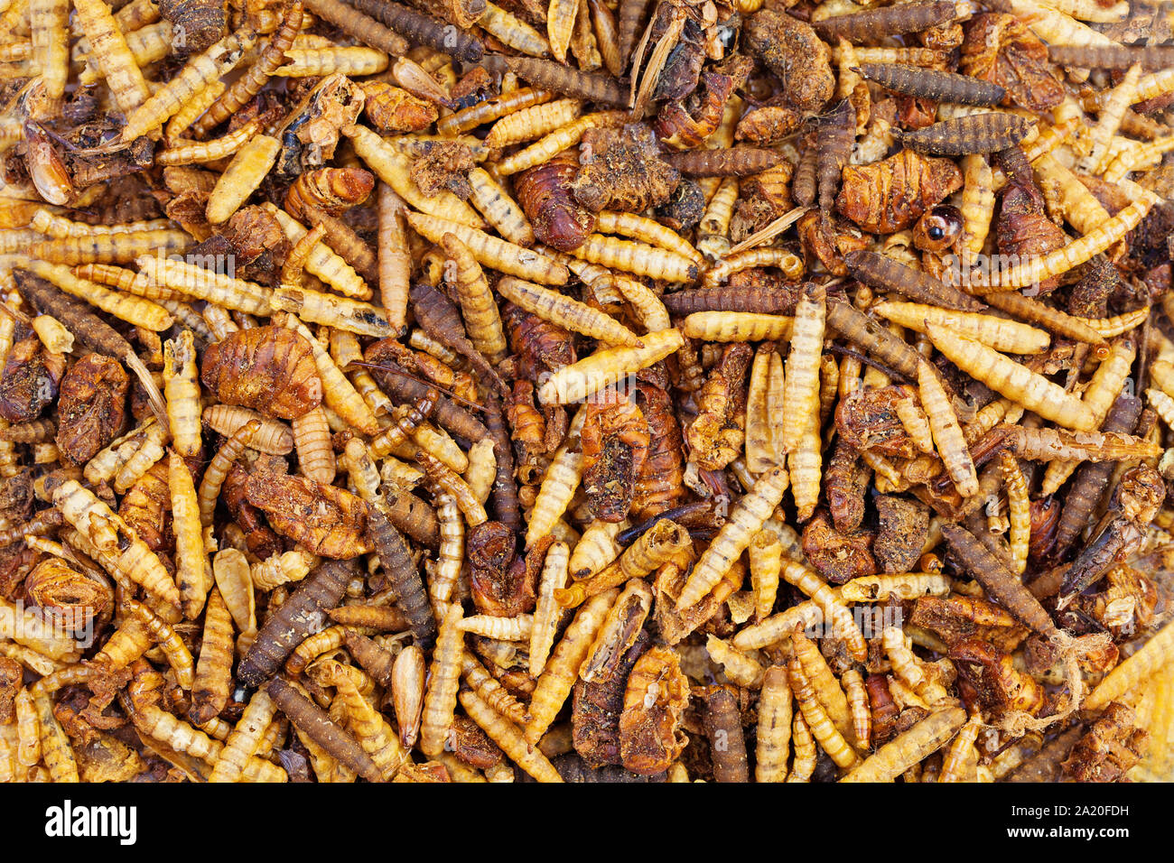 Dried locusts hi-res stock photography and images - Alamy