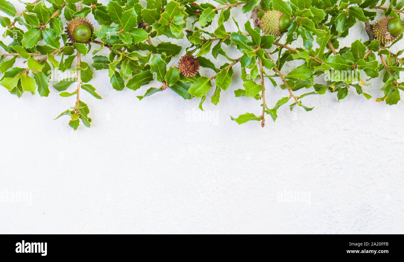 Holly leaves border on white stucco Stock Photo - Alamy
