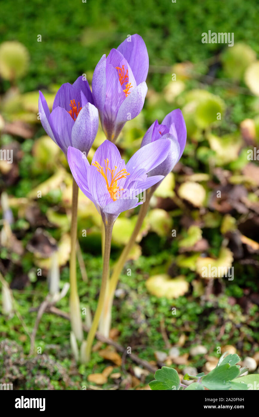 Dwarf fall crocus flower hi-res stock photography and images - Alamy