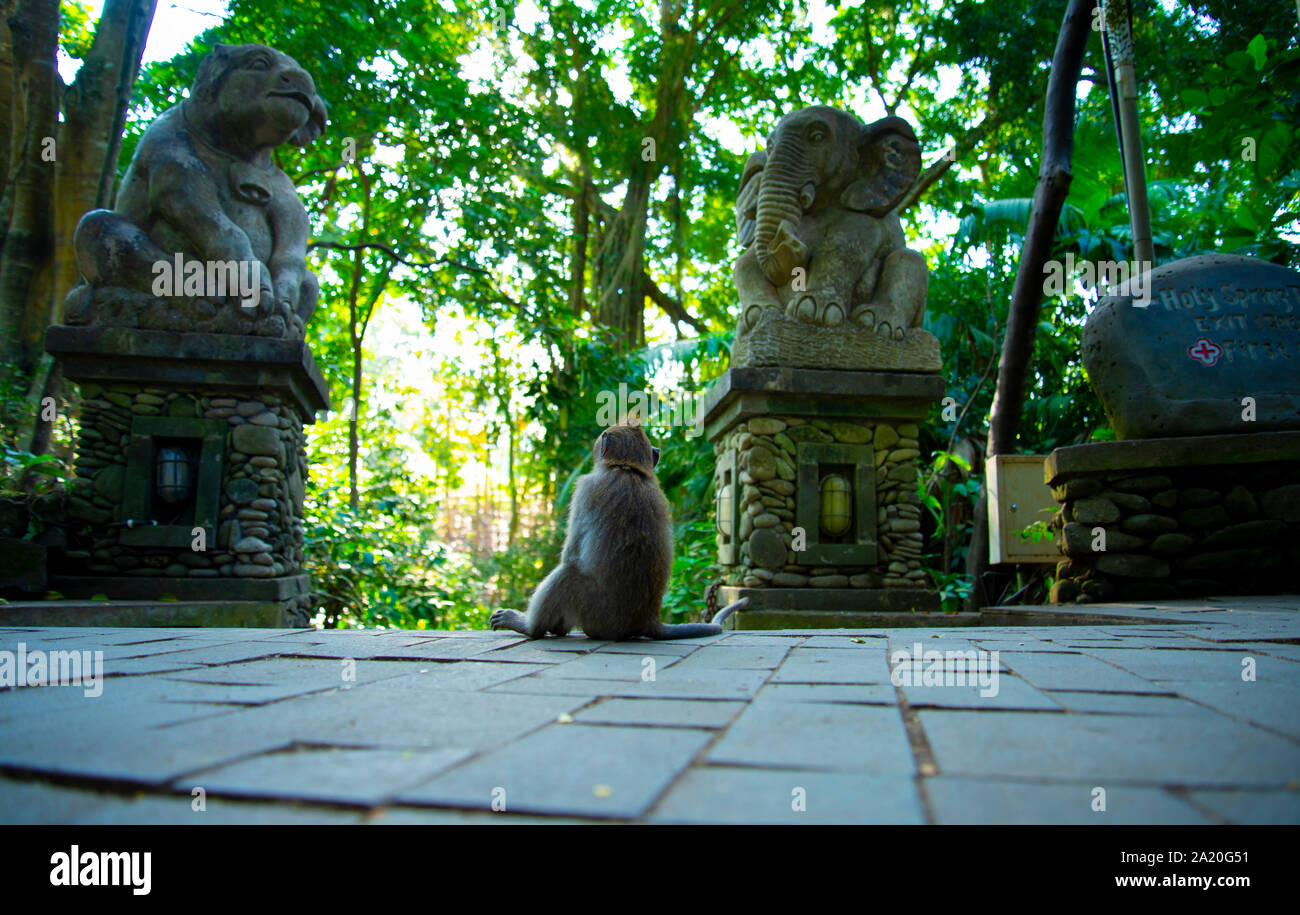 Ubud Monkey Forest - Bali - Indonesia Stock Photo - Alamy