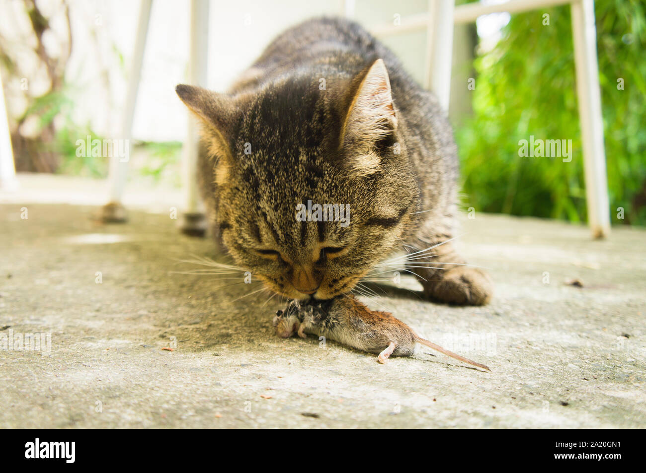 Eats mice hi-res stock photography and images - Alamy